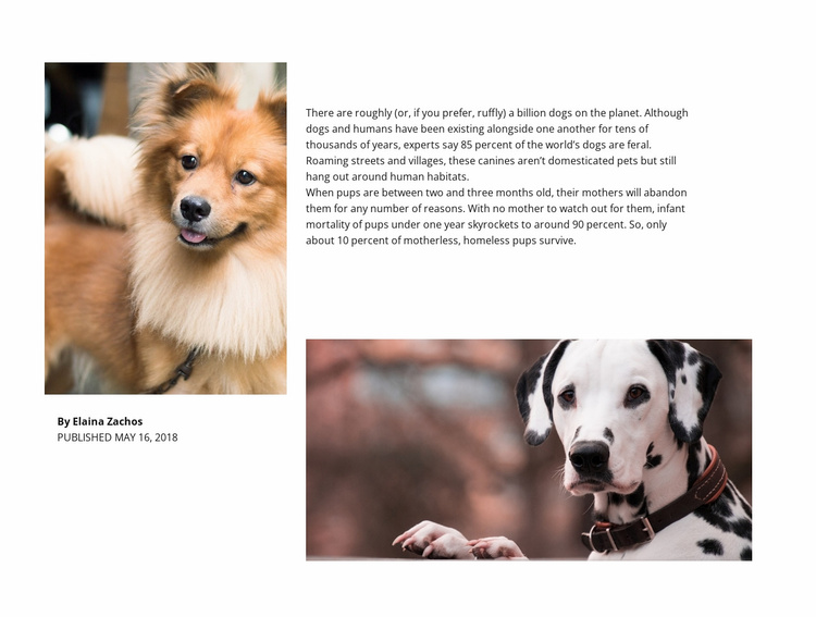 Dog Article Landing Page